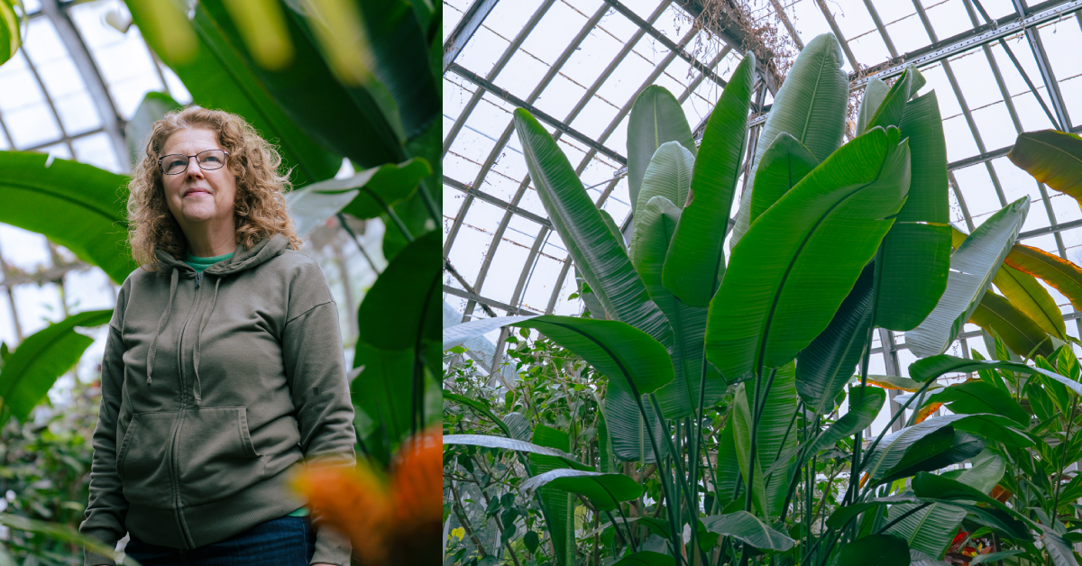 Exploring over a century of growth at Lamberton Conservatory - CITY ...
